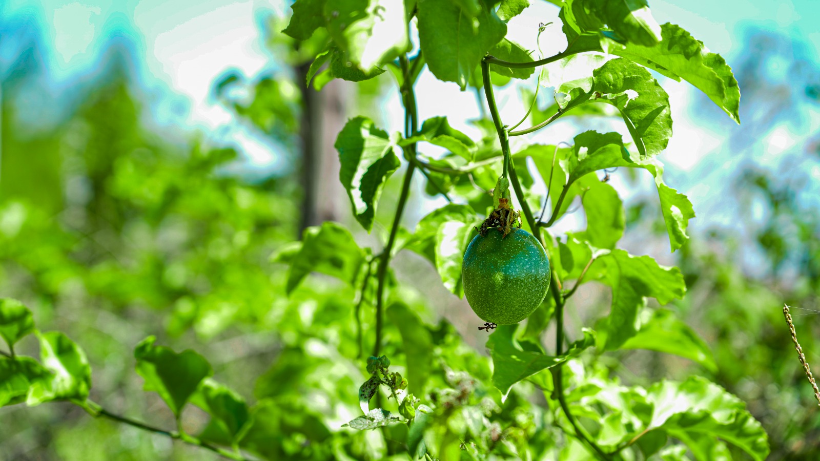 Why Agricultural Land Investments Are Gaining Popularity